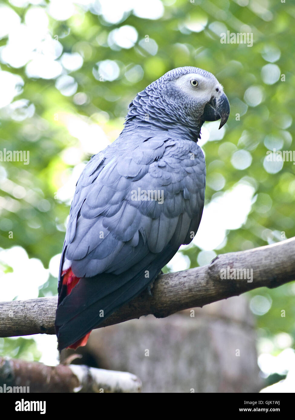 bird birds parrot Stock Photo - Alamy