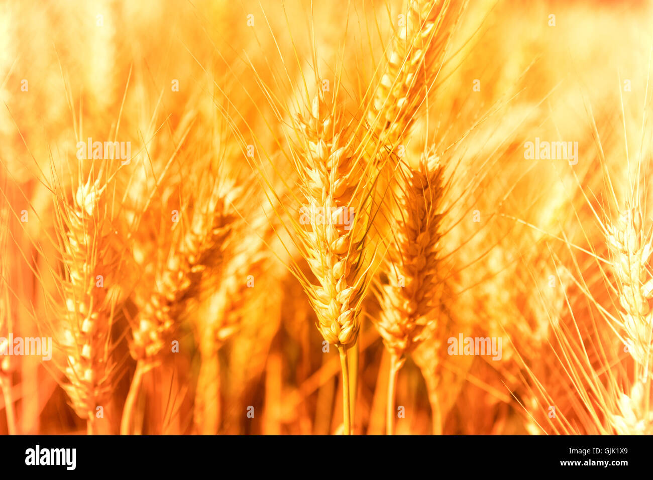 field grain golden Stock Photo - Alamy
