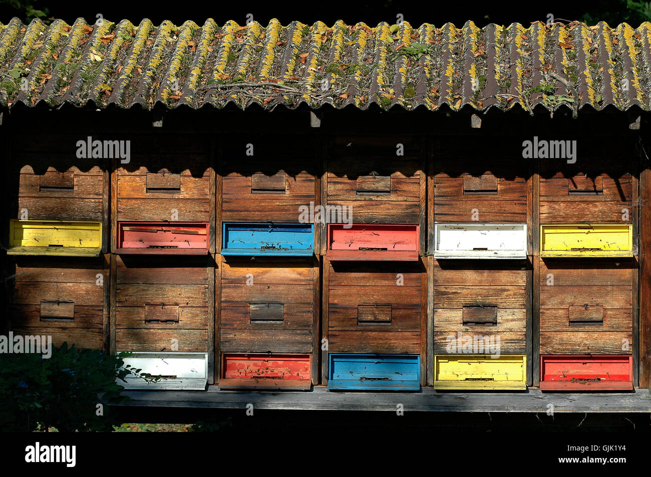 social bees beehive Stock Photo - Alamy