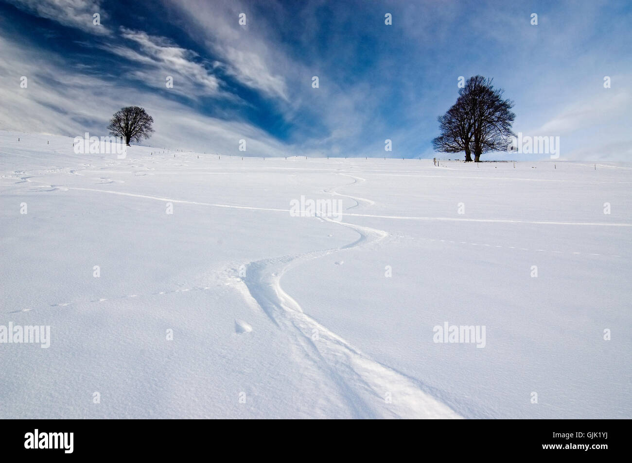 blue tree winter landscape Stock Photo - Alamy