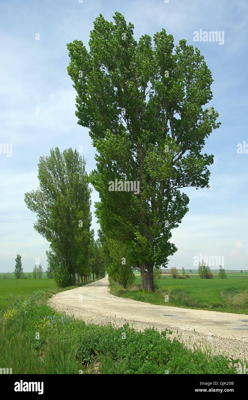 tree trees deciduous tree Stock Photo - Alamy
