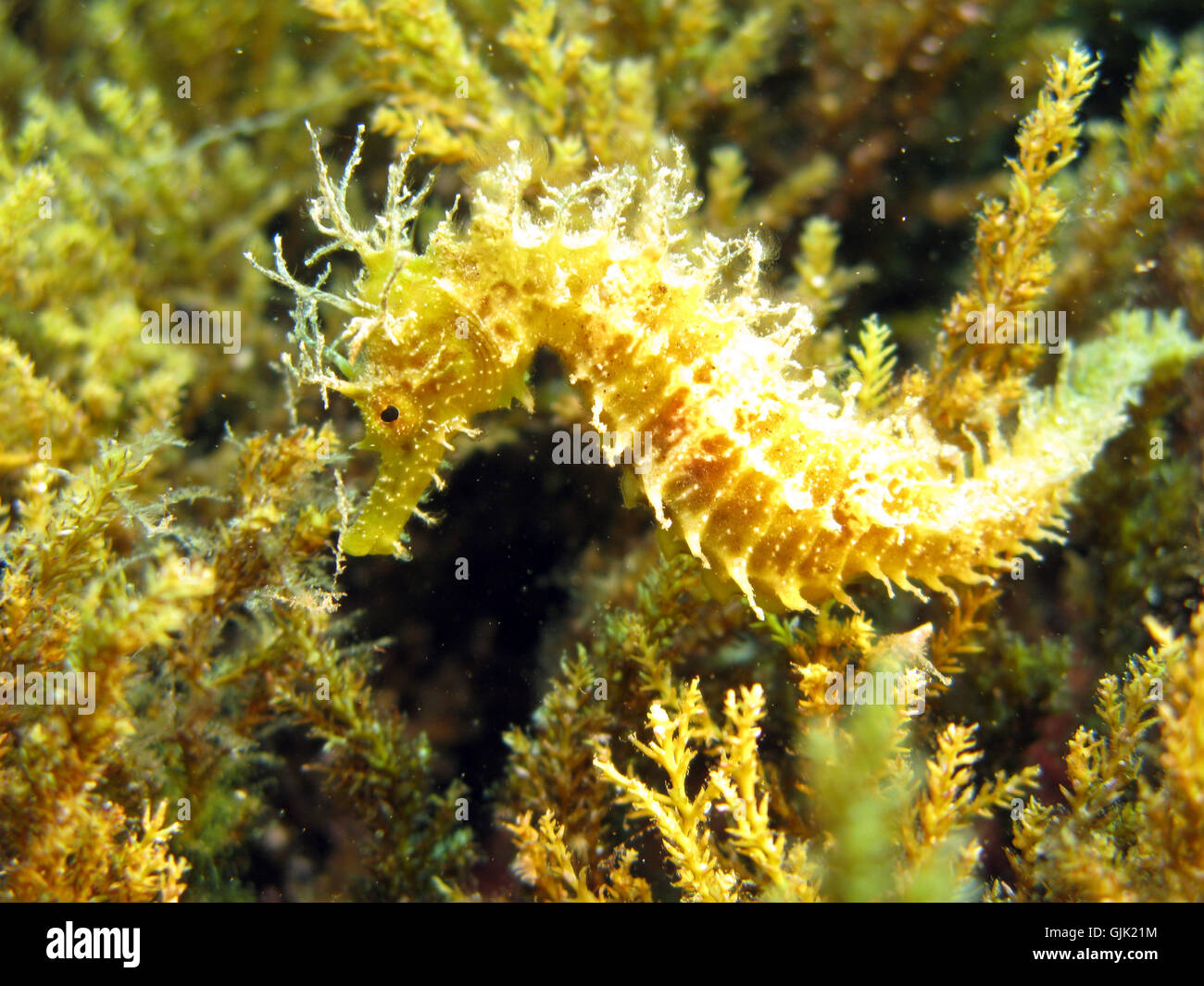 underwater croatia salt water Stock Photo - Alamy