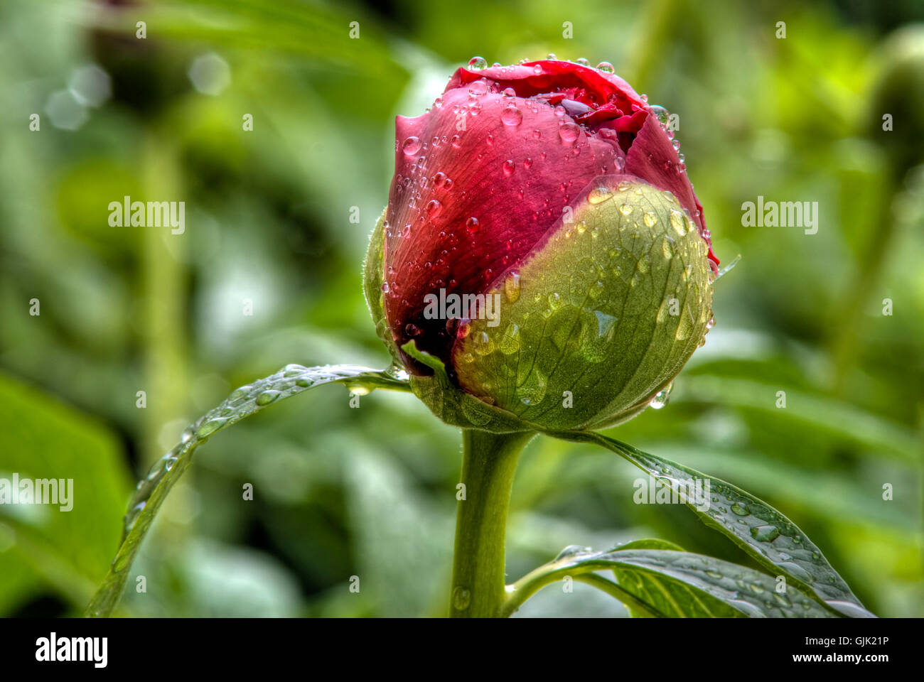Peony hi-res stock photography and images - Alamy