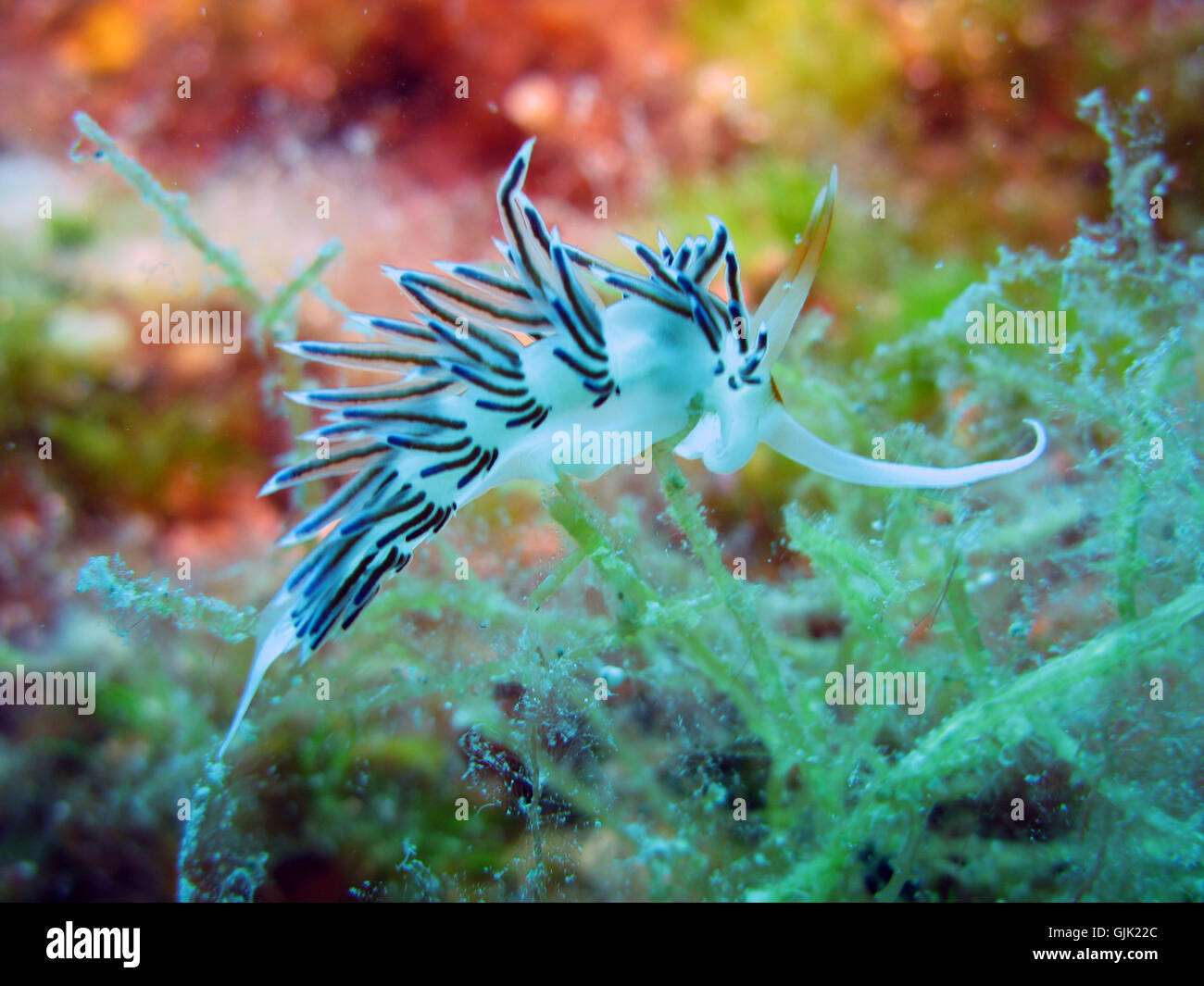 underwater slug salt water Stock Photo - Alamy