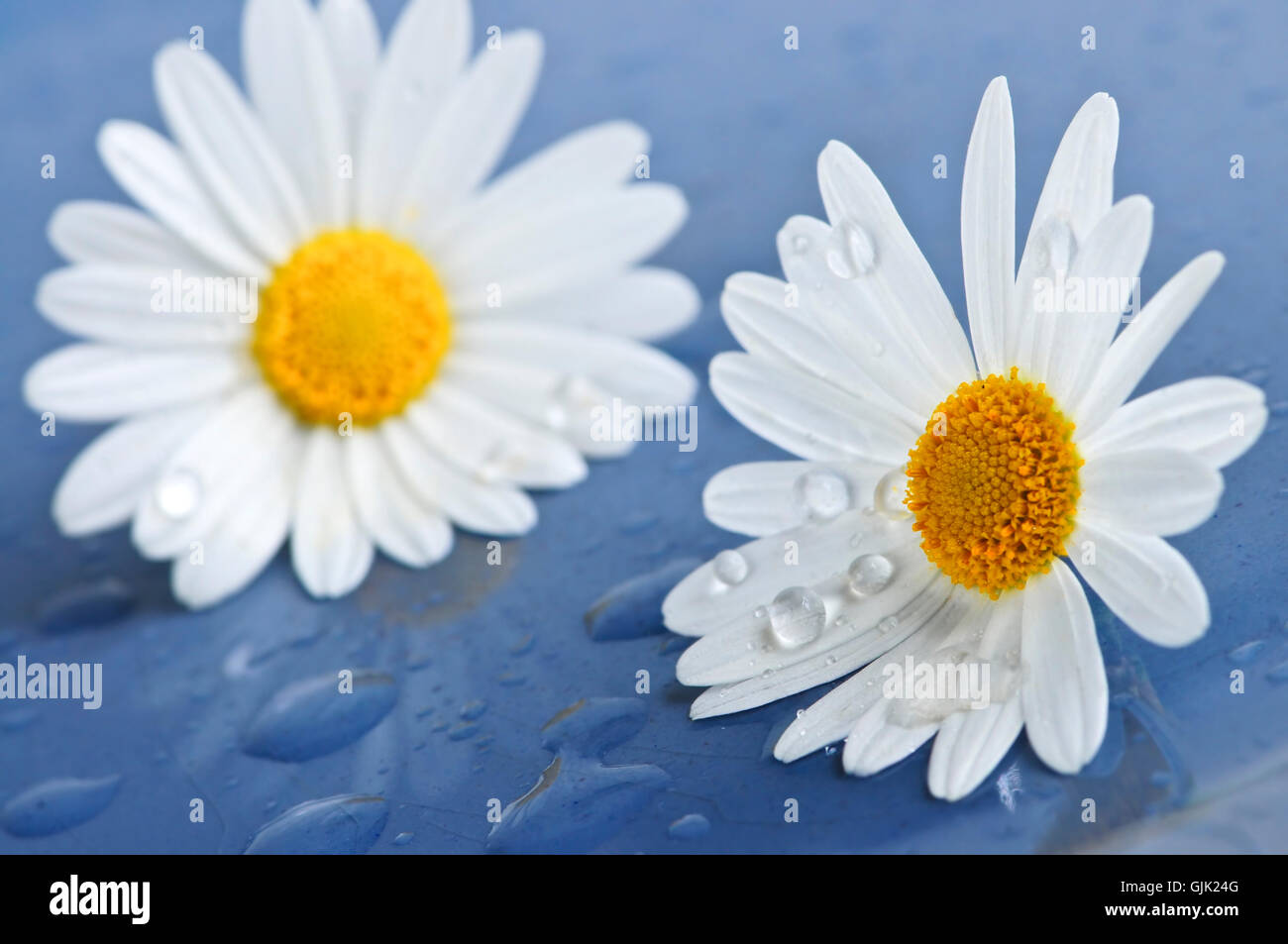 flower plant bloom Stock Photo - Alamy