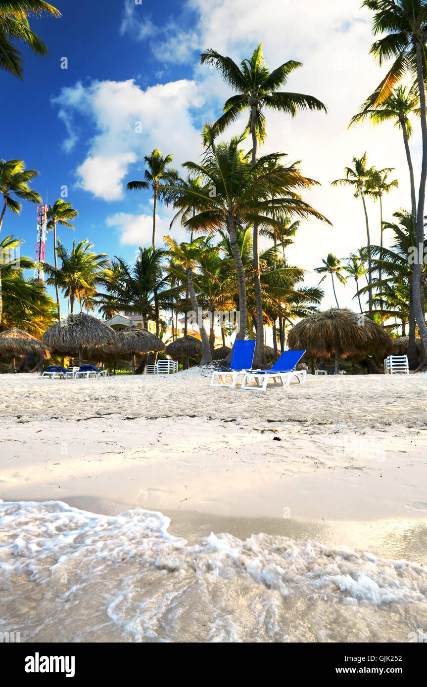 Tree trees beach seaside hi-res stock photography and images - Alamy