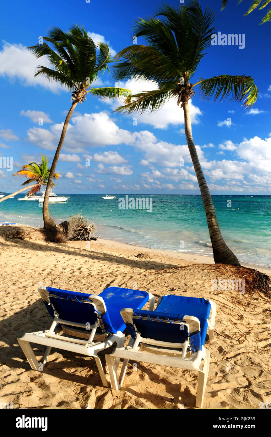 tree trees beach Stock Photo - Alamy