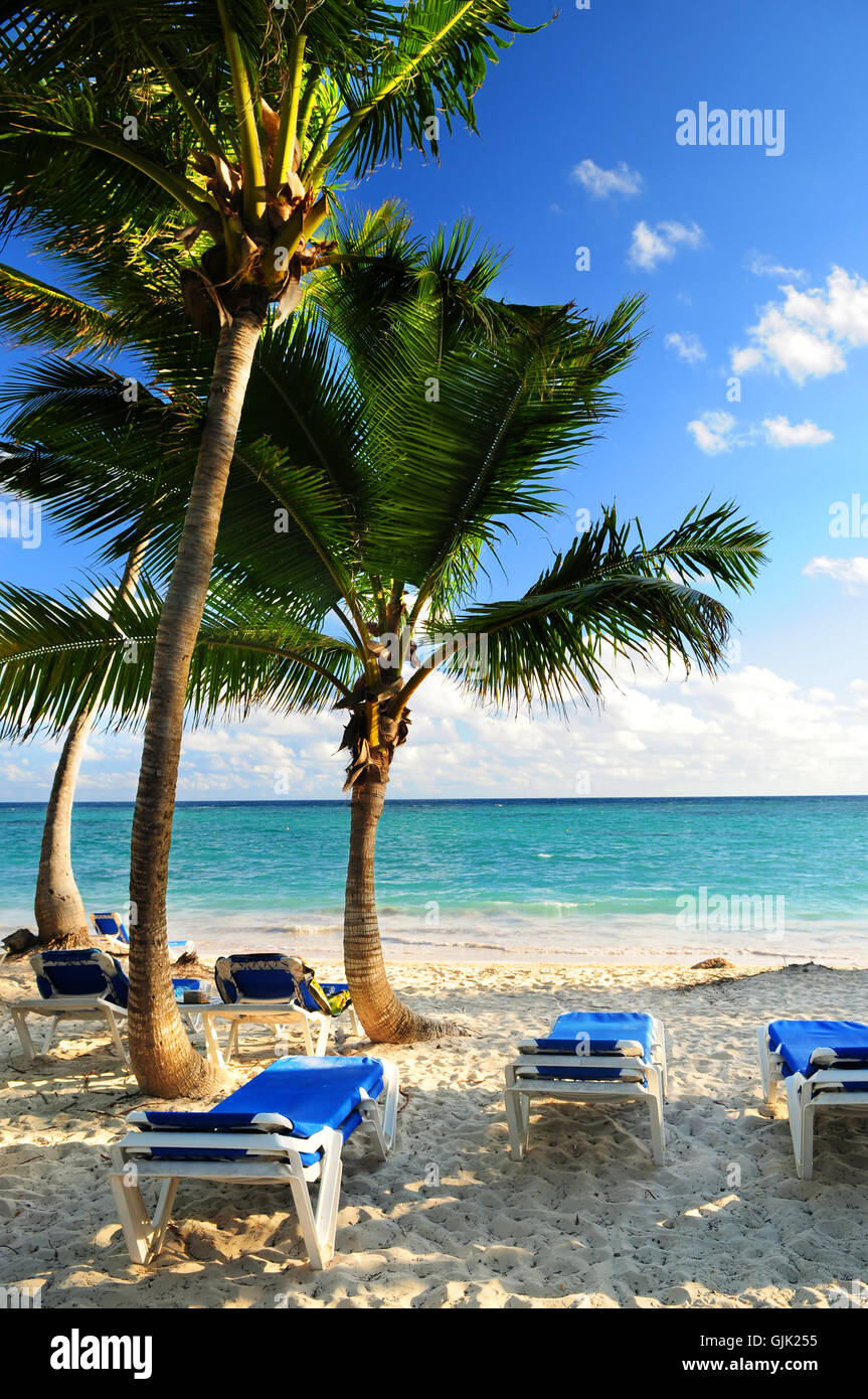 Trees and beach hi-res stock photography and images - Alamy