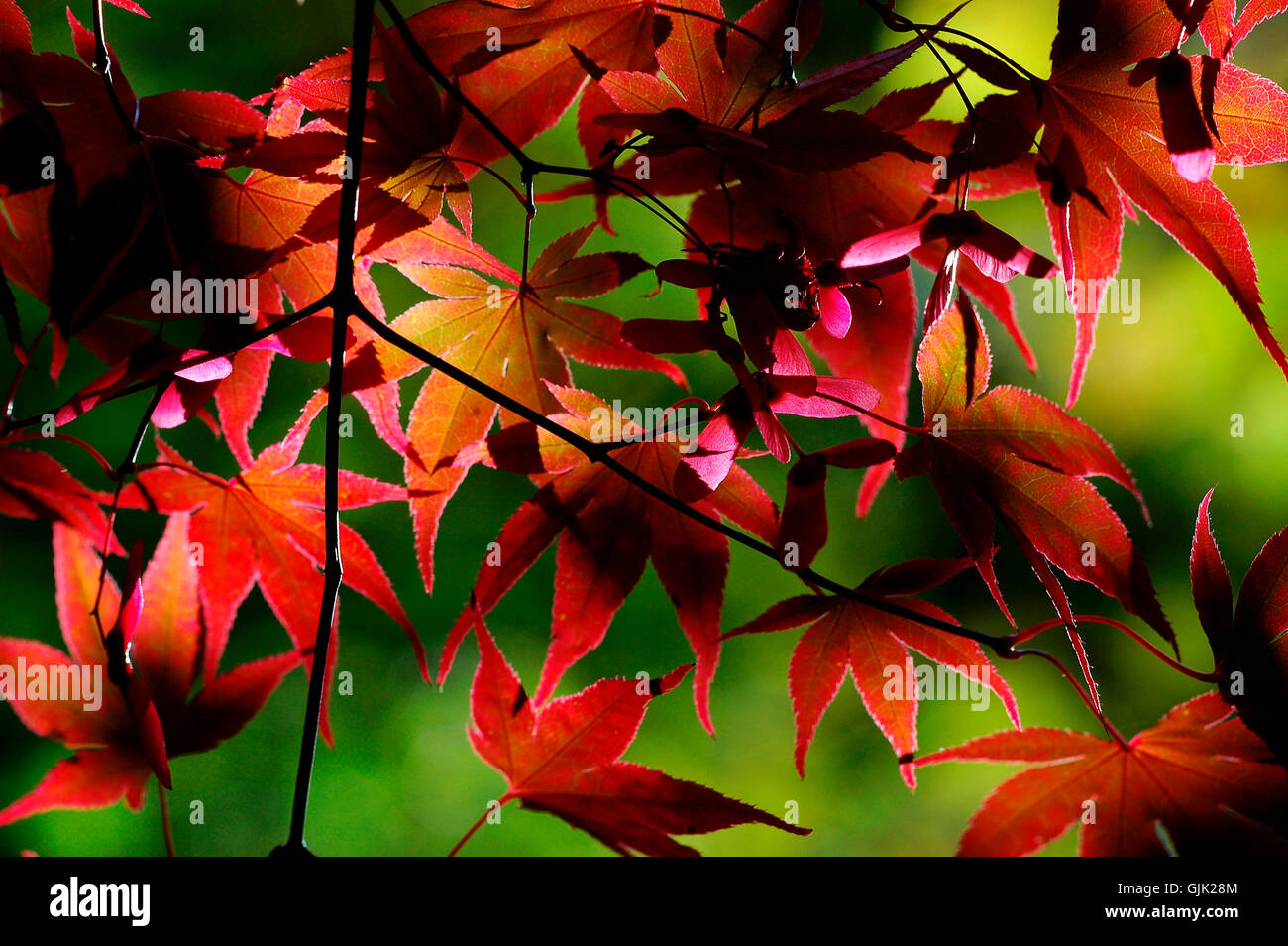 Colour contrast hi-res stock photography and images - Alamy