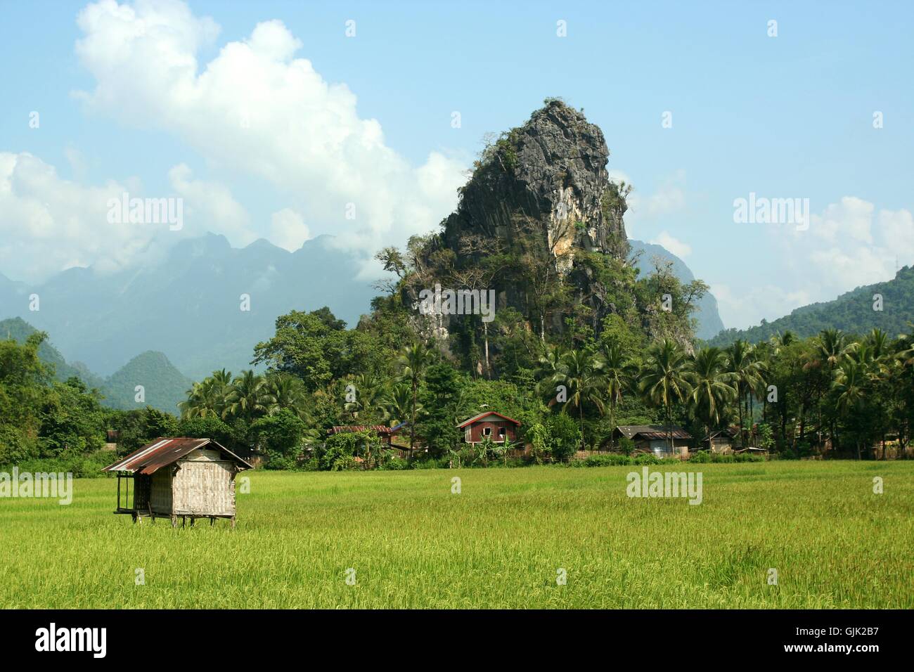 asia palms paddy field Stock Photo - Alamy