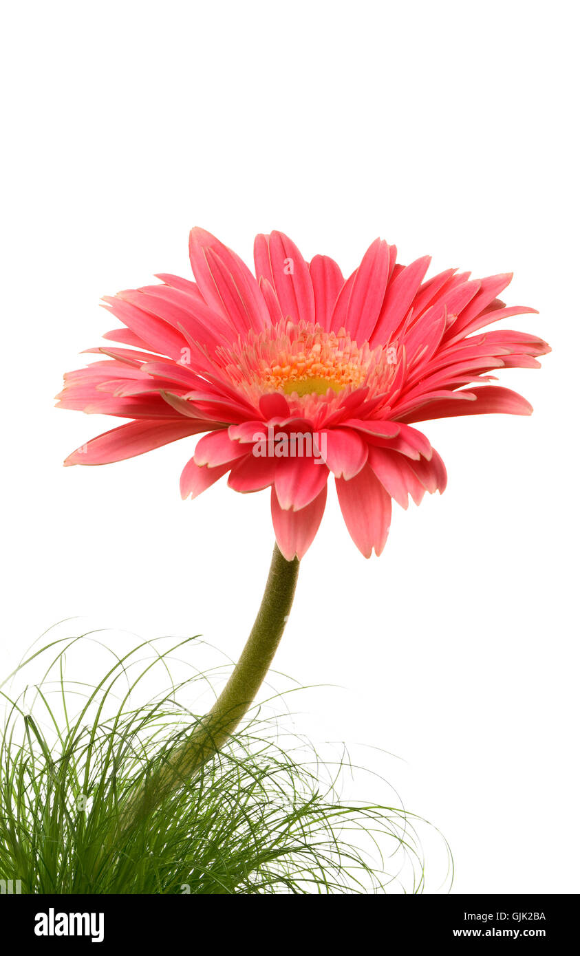 flower plant bloom Stock Photo - Alamy