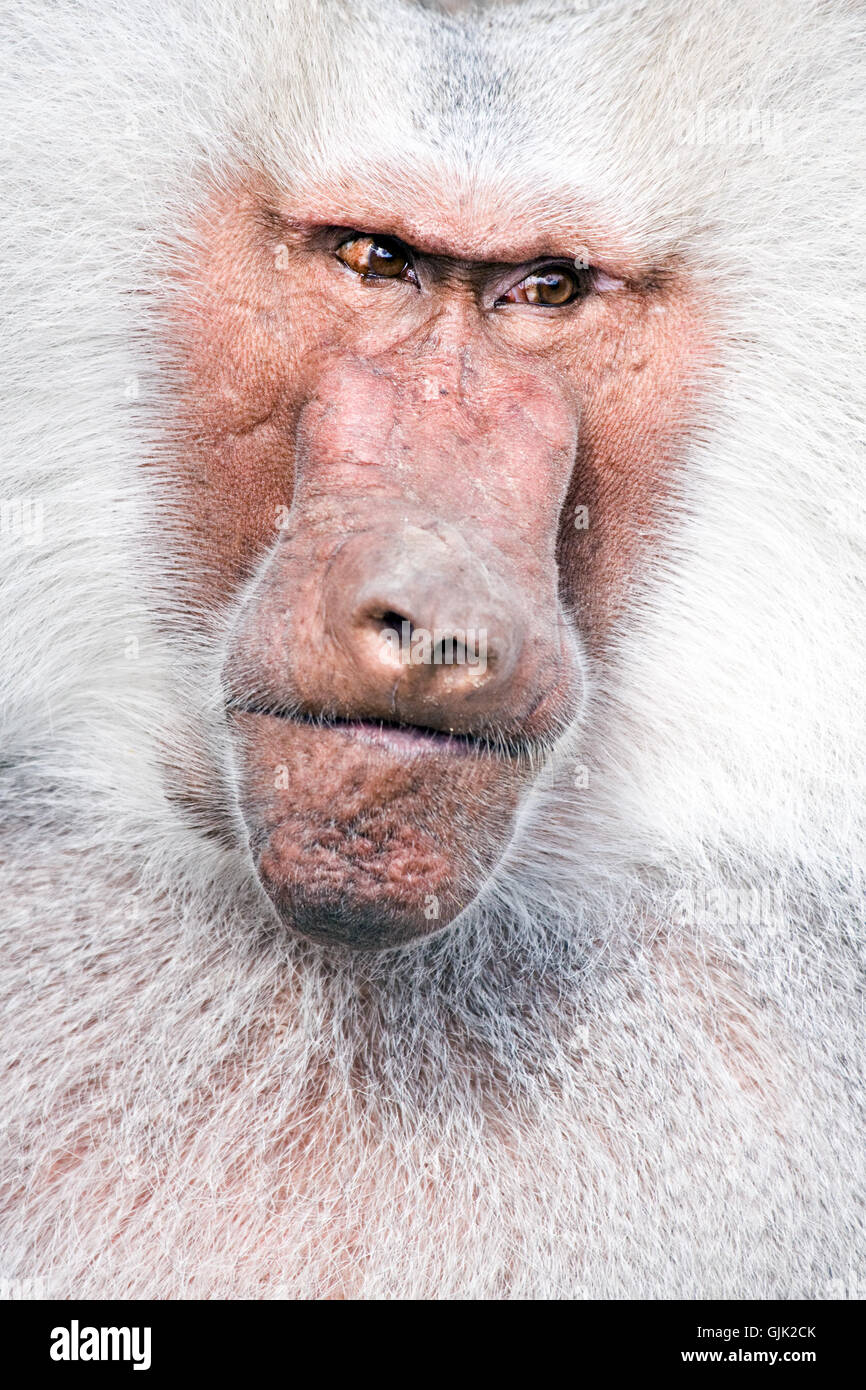 Portrait monkey hi-res stock photography and images - Alamy