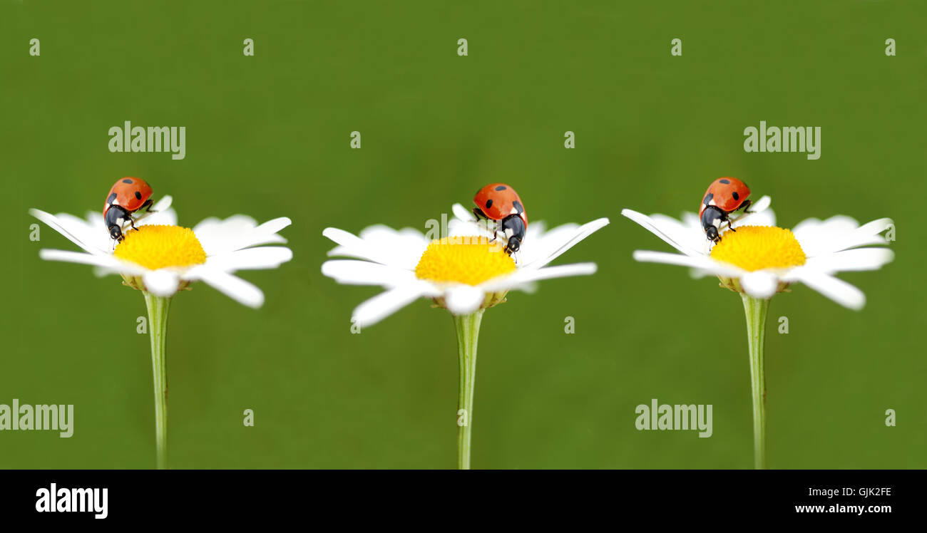 Ladybugs hi-res stock photography and images - Alamy