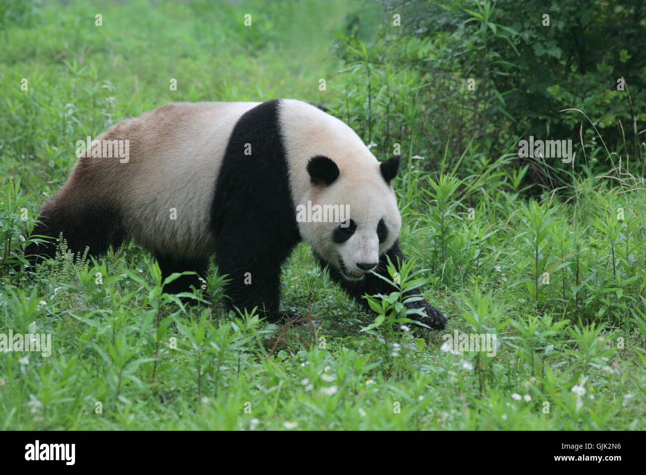 Pandabar High Resolution Stock Photography and Images - Alamy