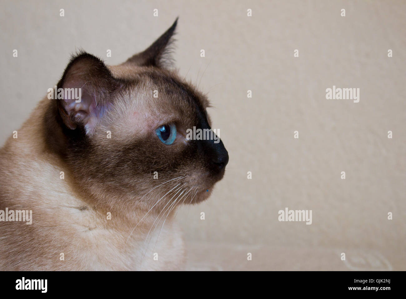 Siamese Cat Looking Forward of the Right Side on Studio Stock Photo - Alamy