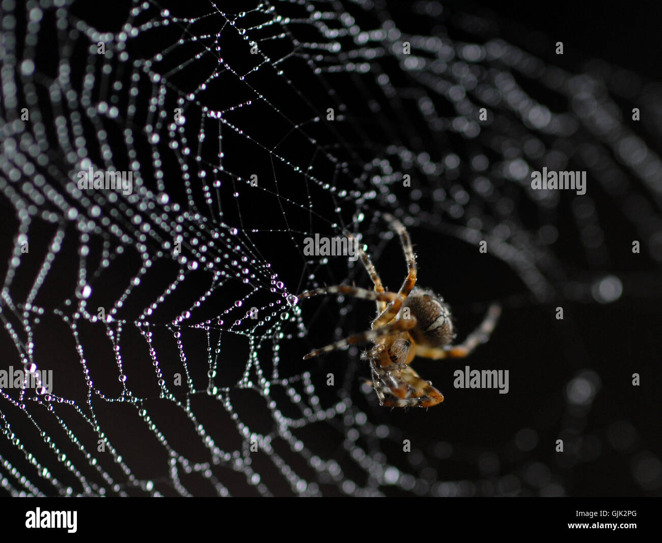 Scrabble animal hi-res stock photography and images - Alamy