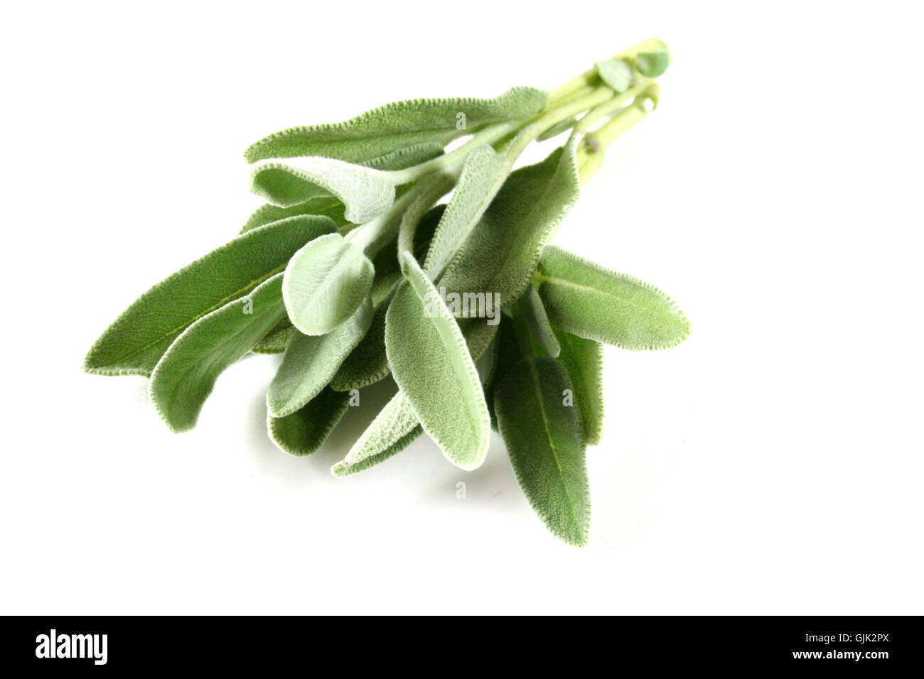 Sage tea boil hi-res stock photography and images - Alamy
