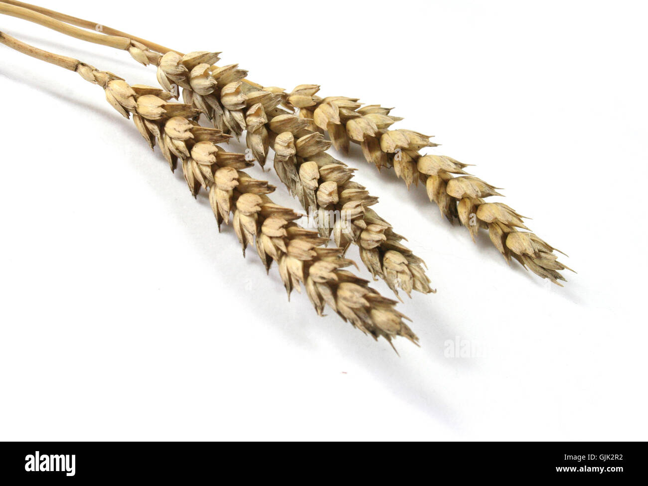 Wholemeal wheat field hi-res stock photography and images - Alamy