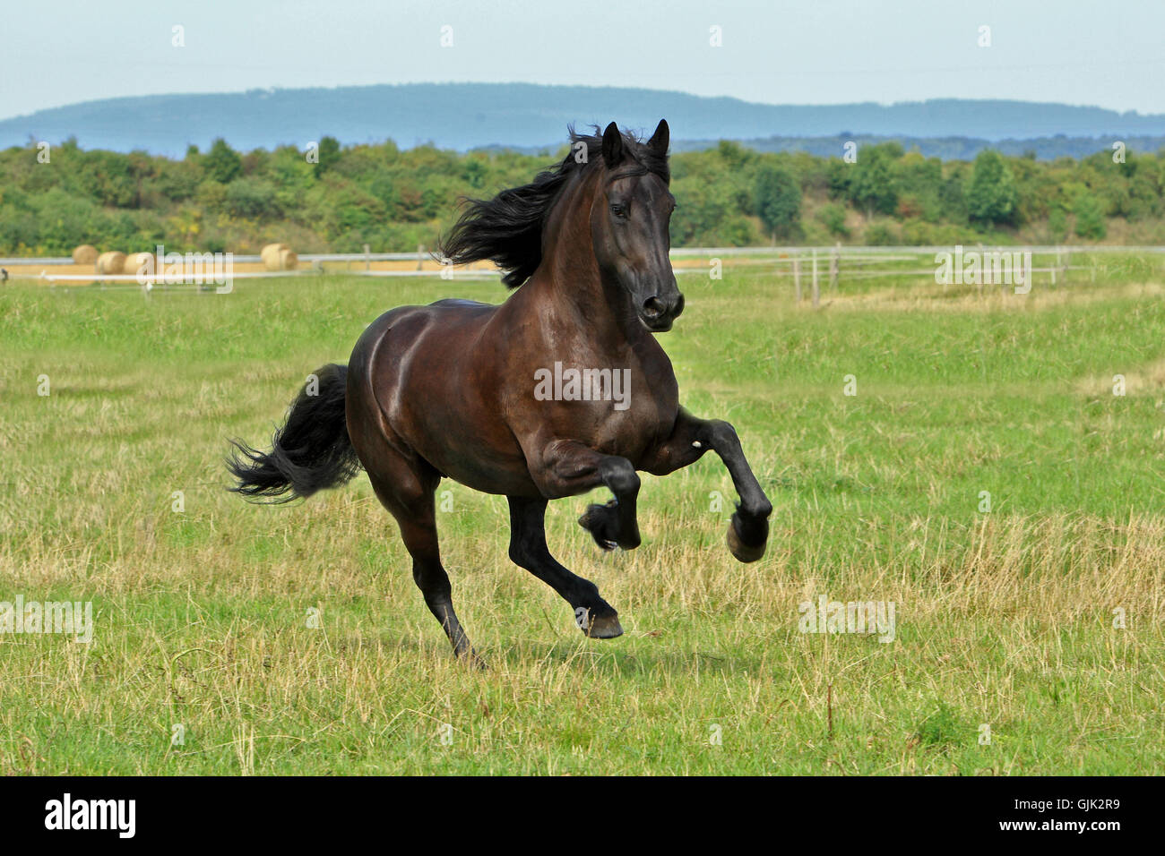 Running friesian horse hi-res stock photography and images - Alamy