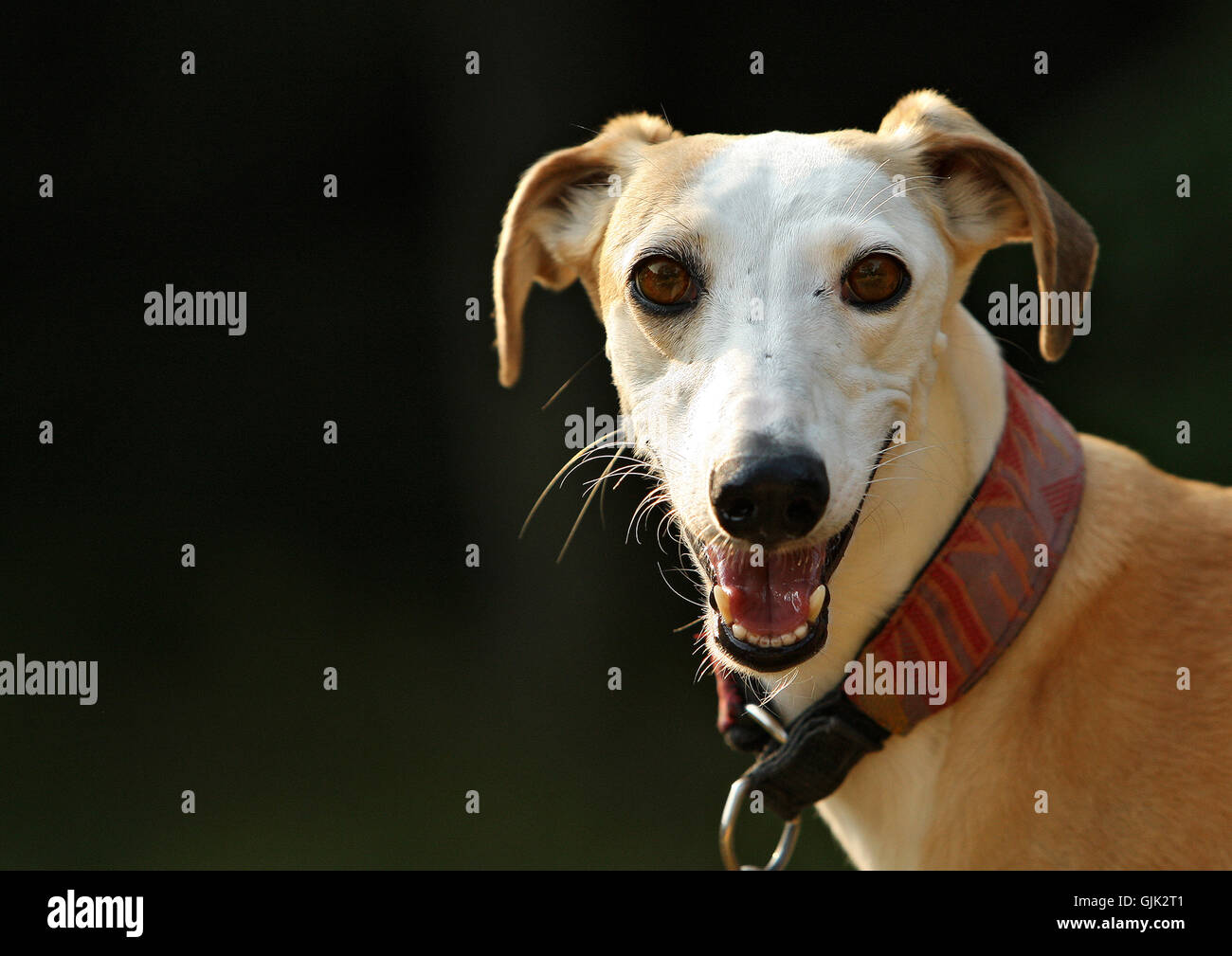 Greyhound race hi-res stock photography and images - Alamy