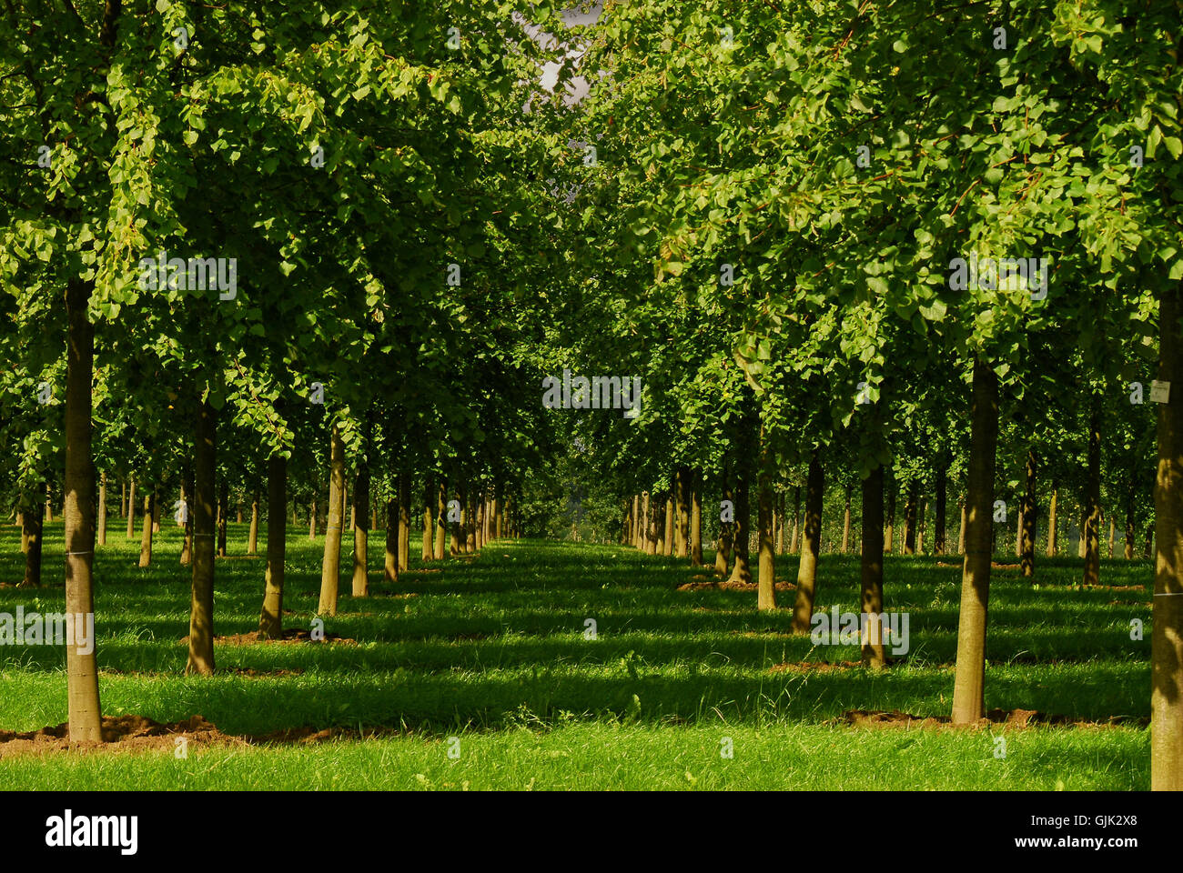 Avenue tree hi-res stock photography and images - Alamy