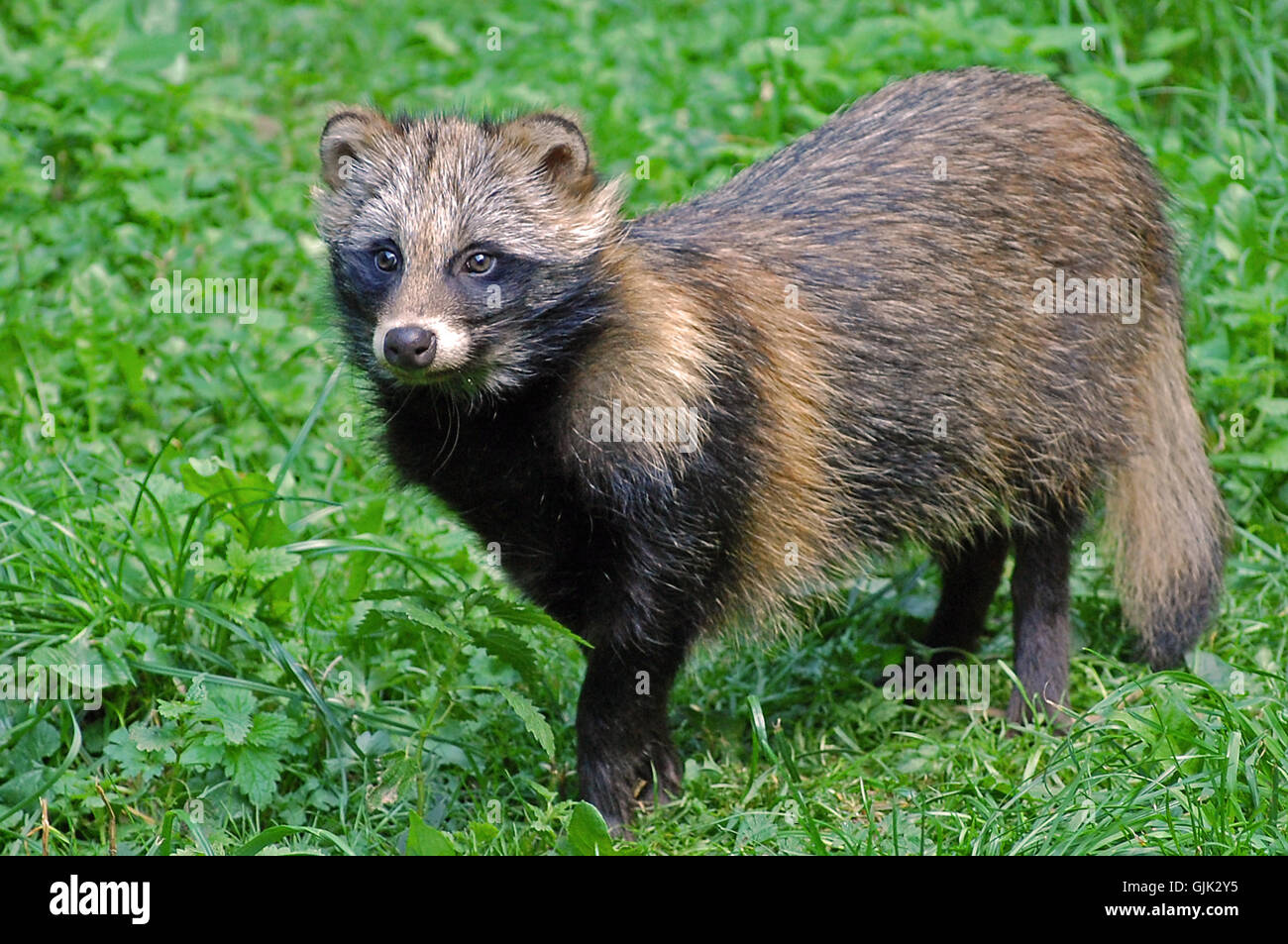 Raccoon dog hi-res stock photography and images - Alamy