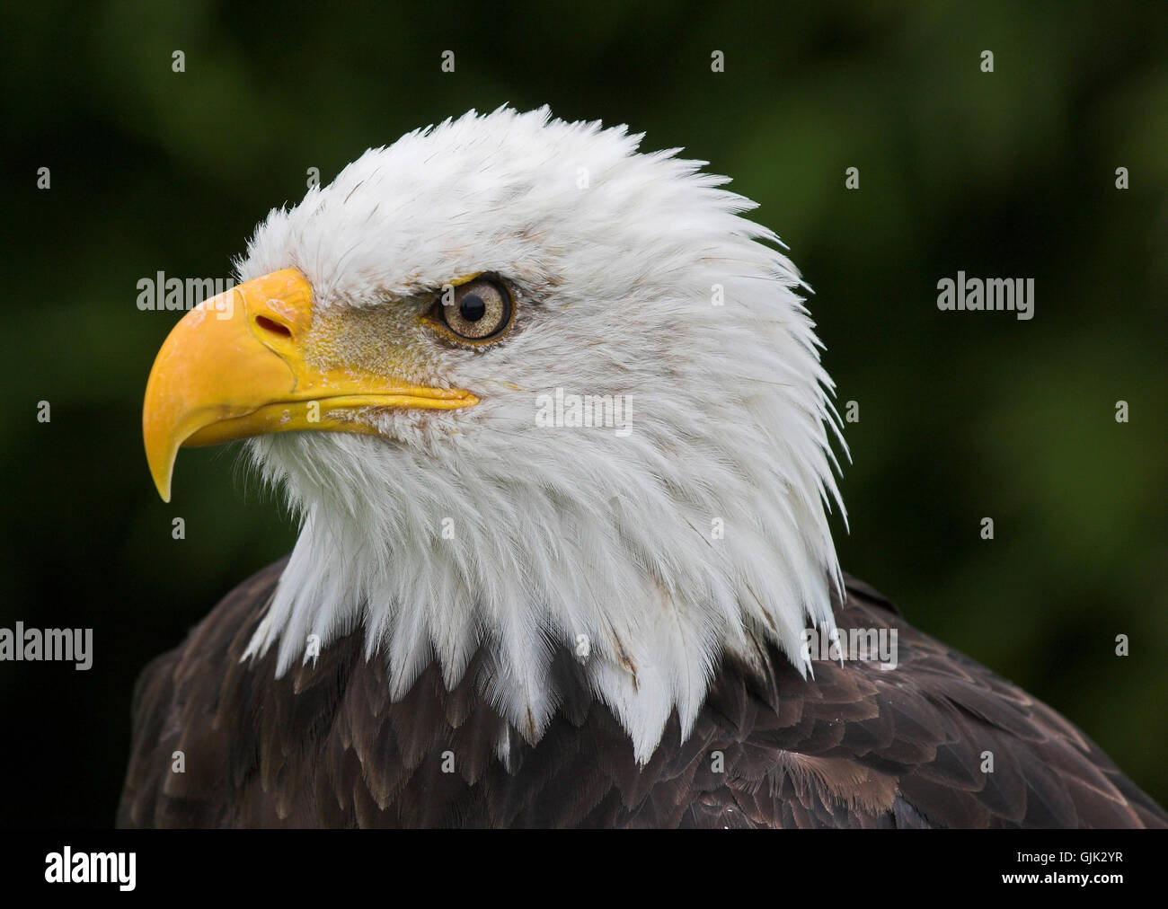 bird conservation of nature birds Stock Photo - Alamy
