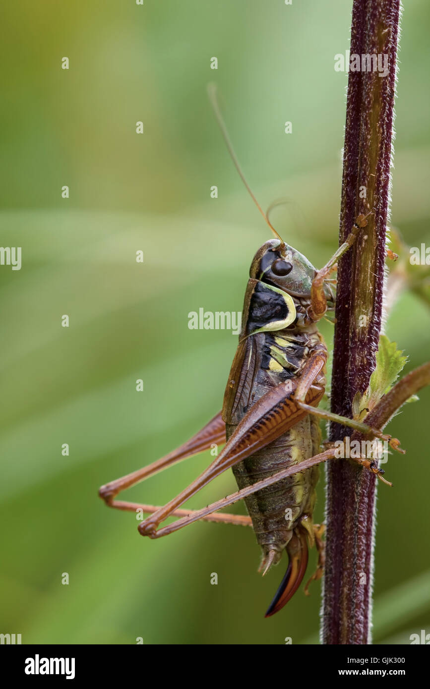 Periled hi-res stock photography and images - Alamy