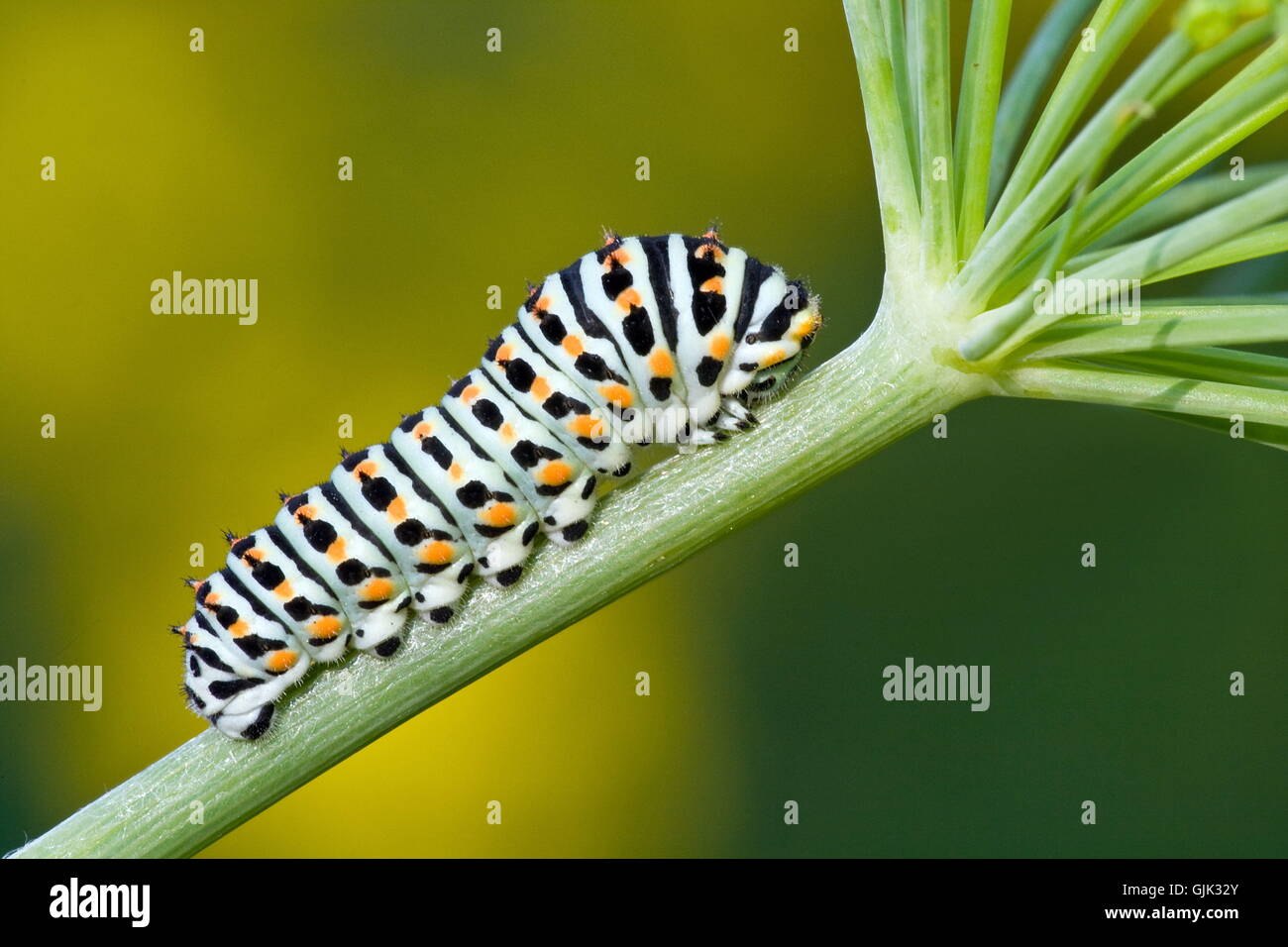 caterpillar swallowtail macro Stock Photo - Alamy