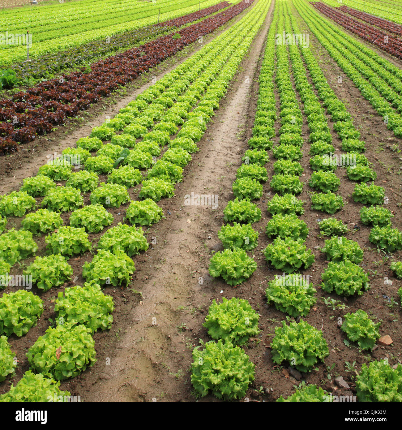 agriculture farming field Stock Photo - Alamy
