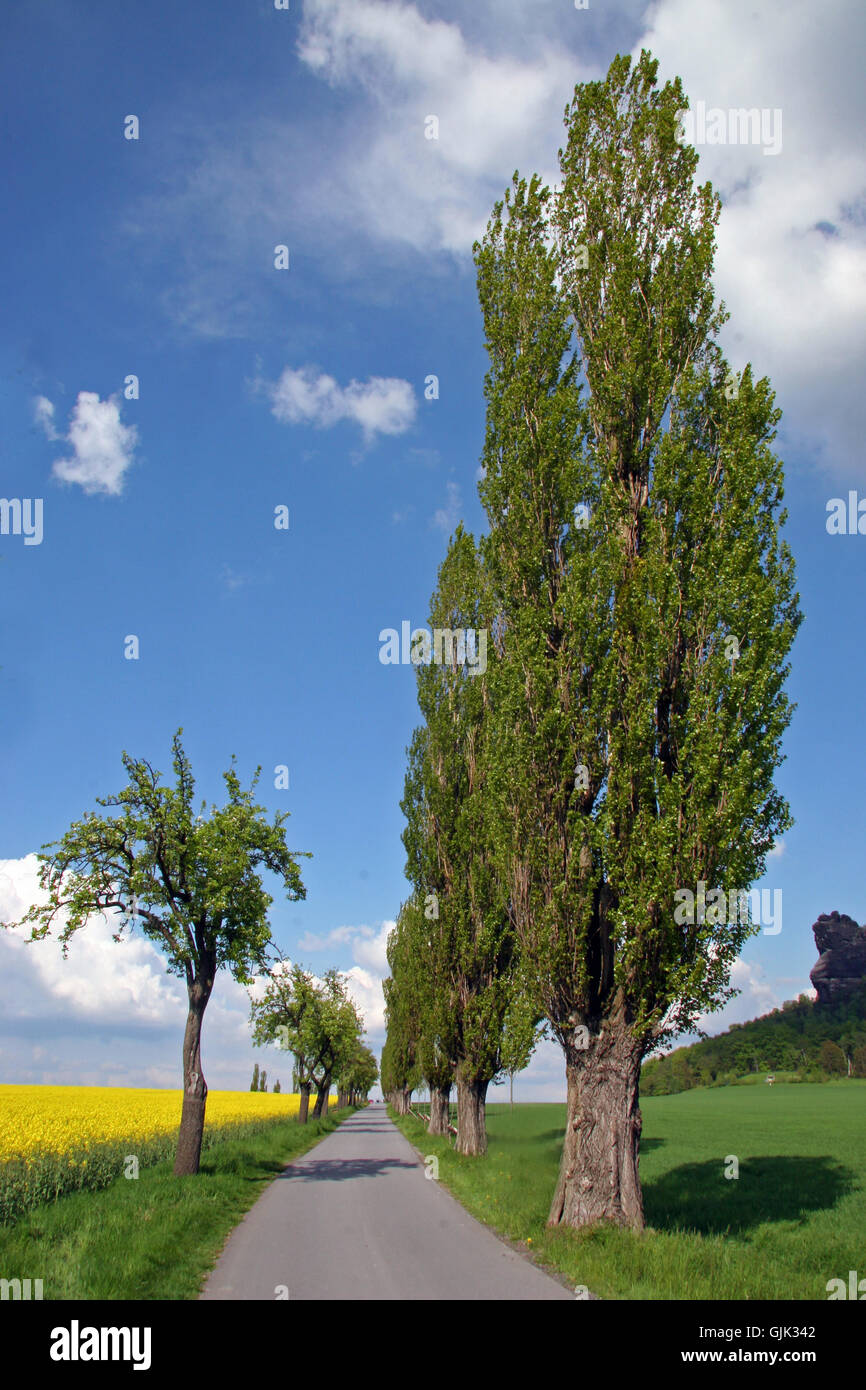 tree trees spring Stock Photo - Alamy