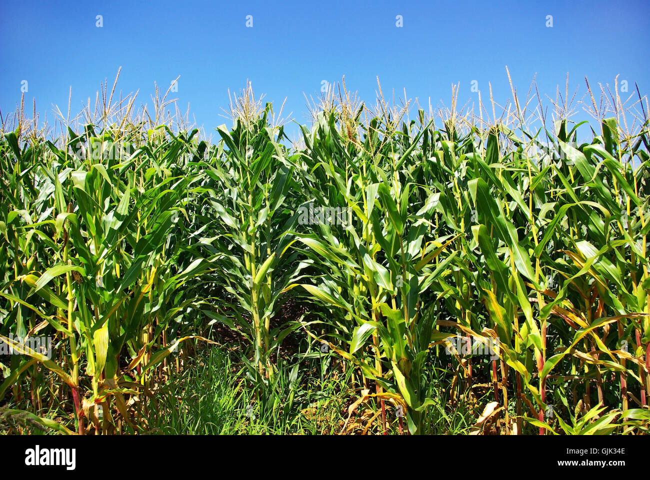 blue agriculture farming Stock Photo - Alamy