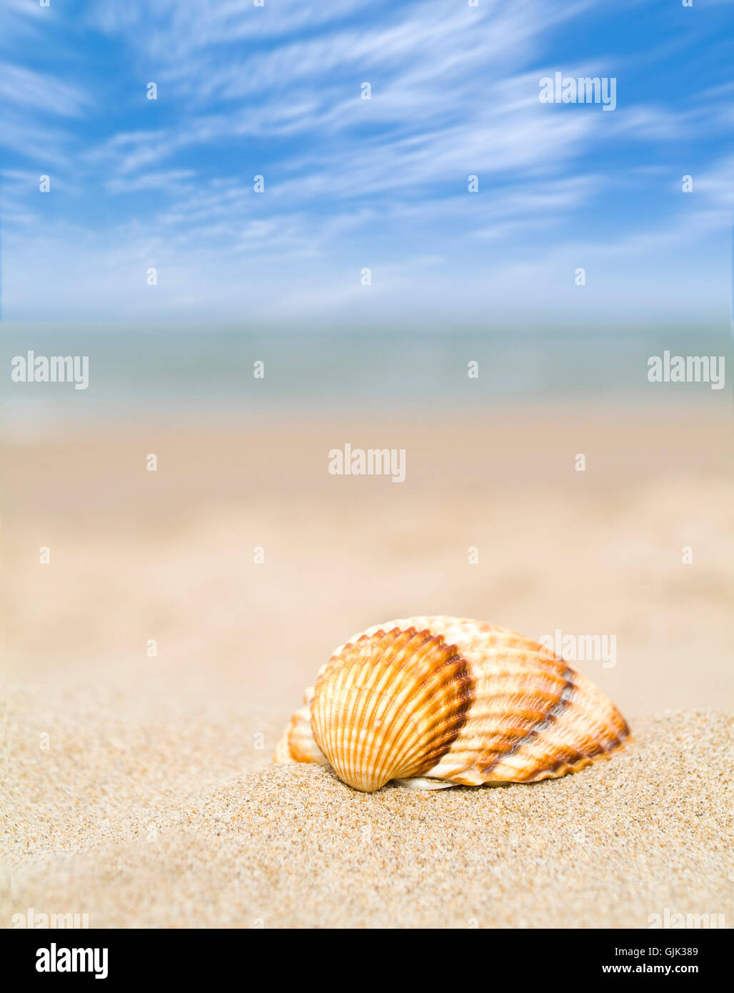 shell on the beach Stock Photo - Alamy