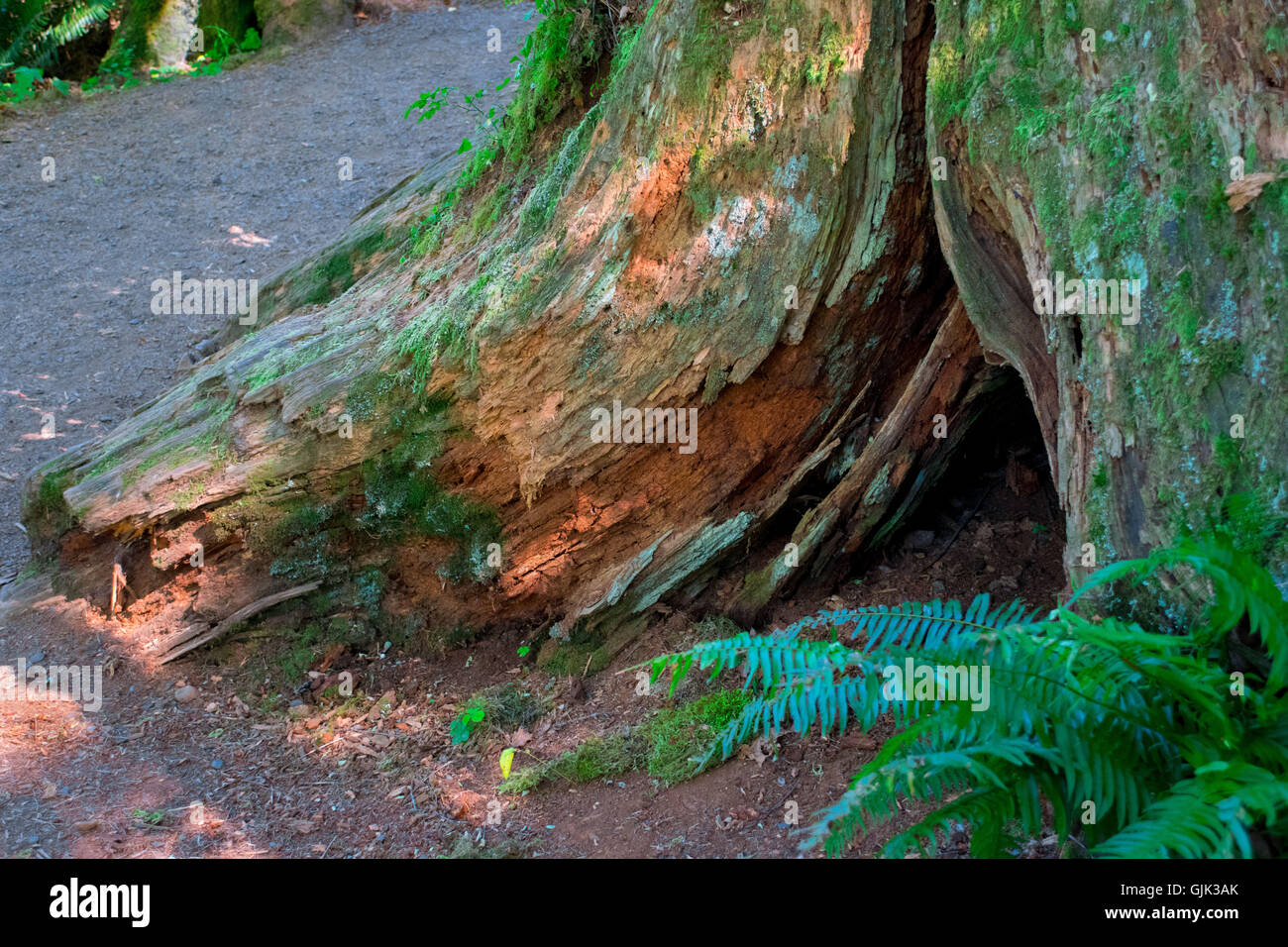 Tree Stump at Sunset Stock Photo - Alamy