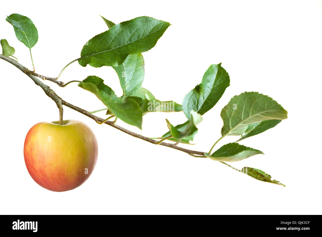 Tree leaves isolated hi-res stock photography and images - Alamy