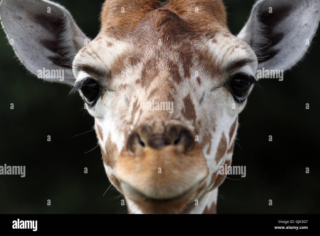animal mammal face Stock Photo - Alamy