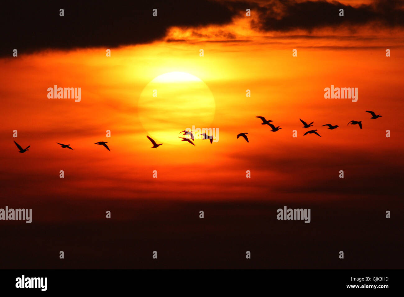 sunset south geese Stock Photo - Alamy