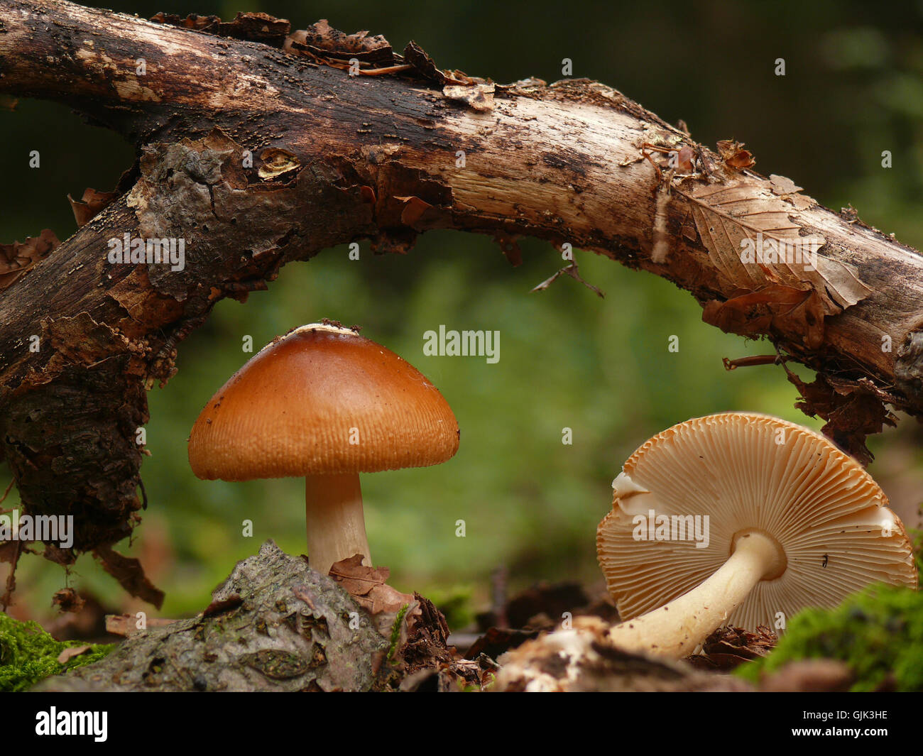 Fungus Edible Mushroom Toadstool High Resolution Stock Photography and ...