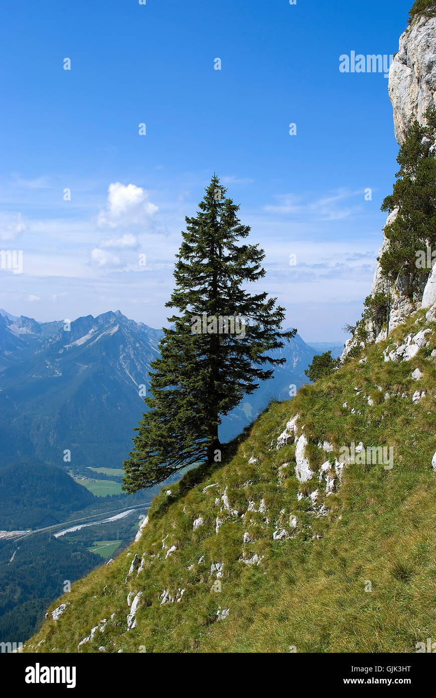 Tree trees hi-res stock photography and images - Alamy
