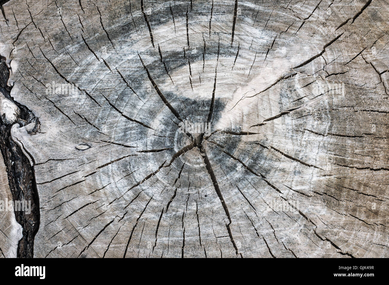 Texture of tree stump Stock Photo - Alamy