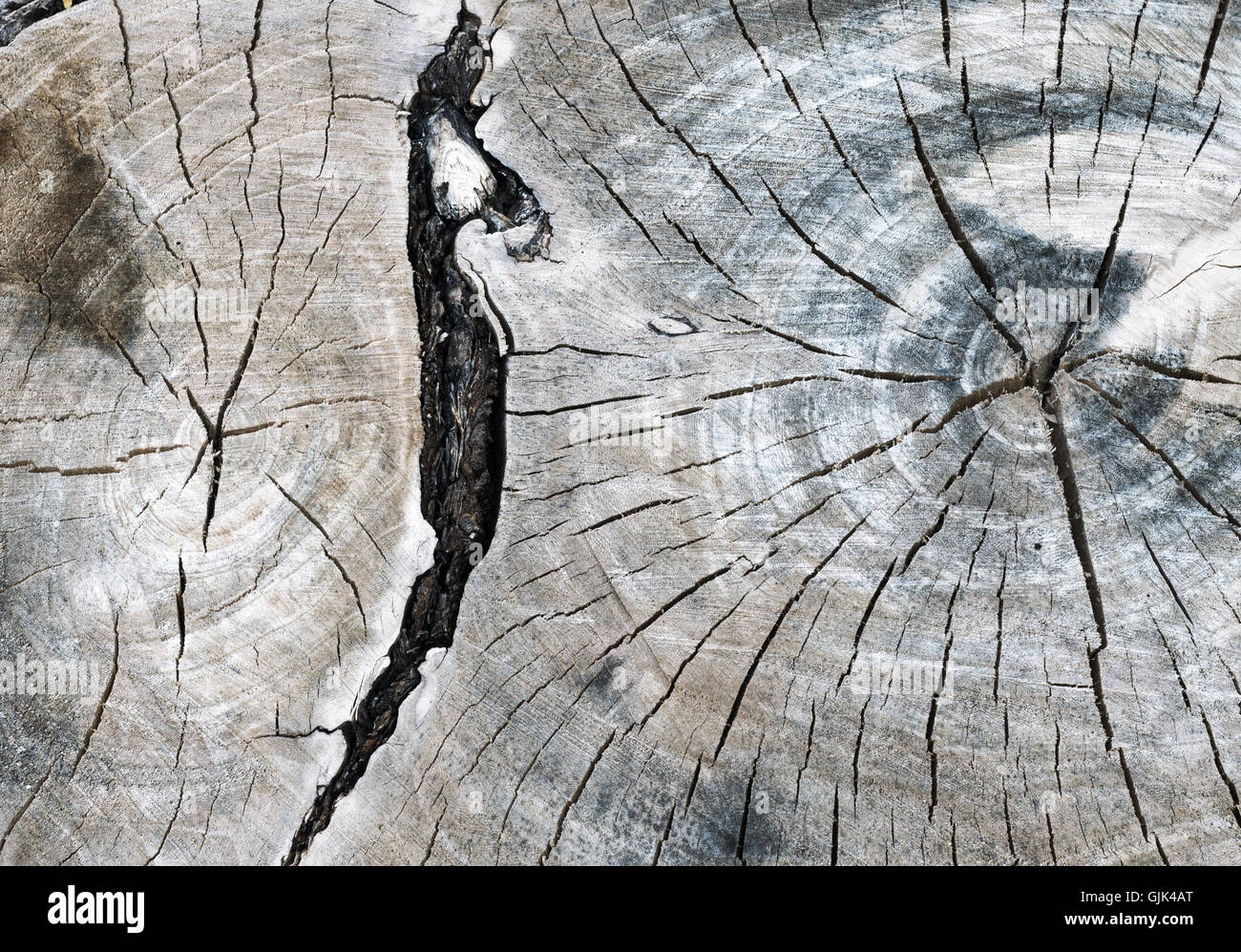 Texture of tree stump Stock Photo - Alamy