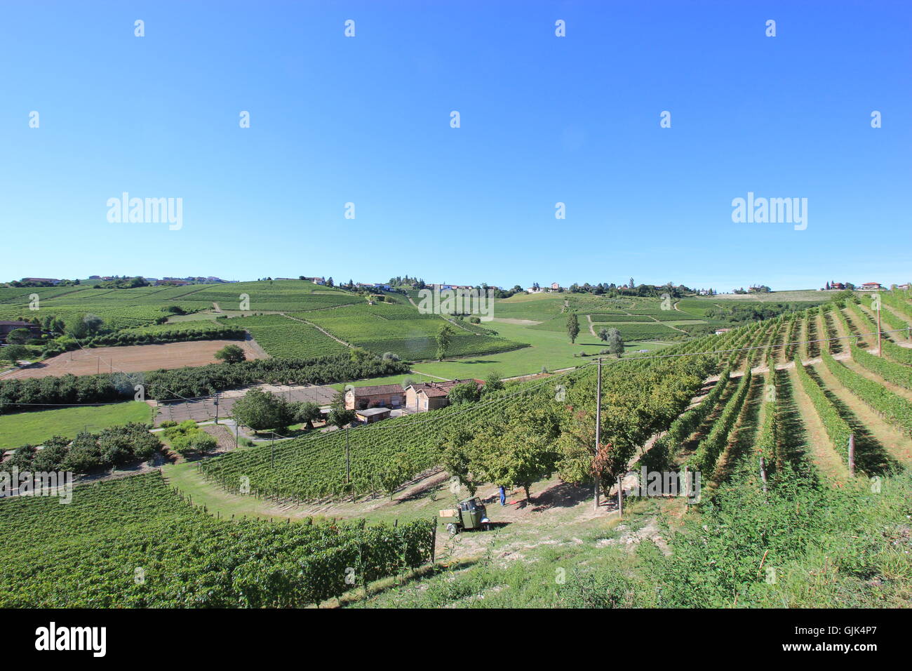 Vineyards, Asti, italy Stock Photo - Alamy