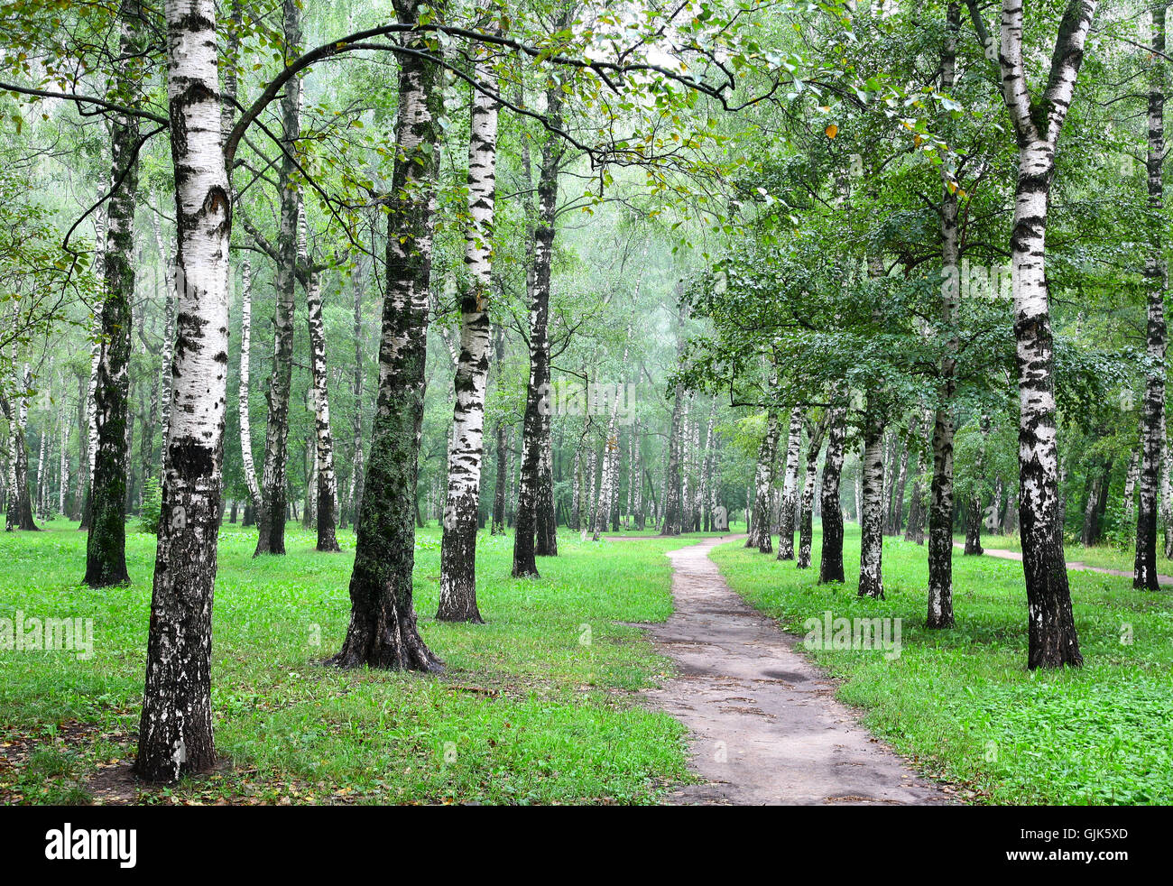 Summer birch trees alley in the morning mist Stock Photo - Alamy