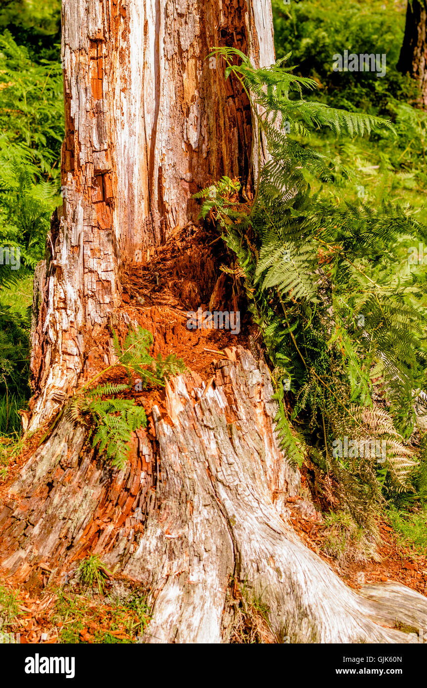 Old rotting tree Stock Photo - Alamy