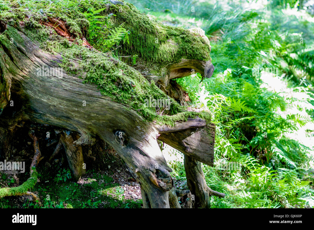Woodland animals hi-res stock photography and images - Alamy