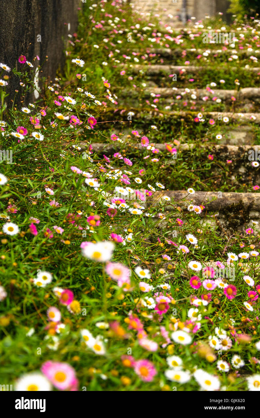 Steps overgrown with wild flowers Stock Photo - Alamy