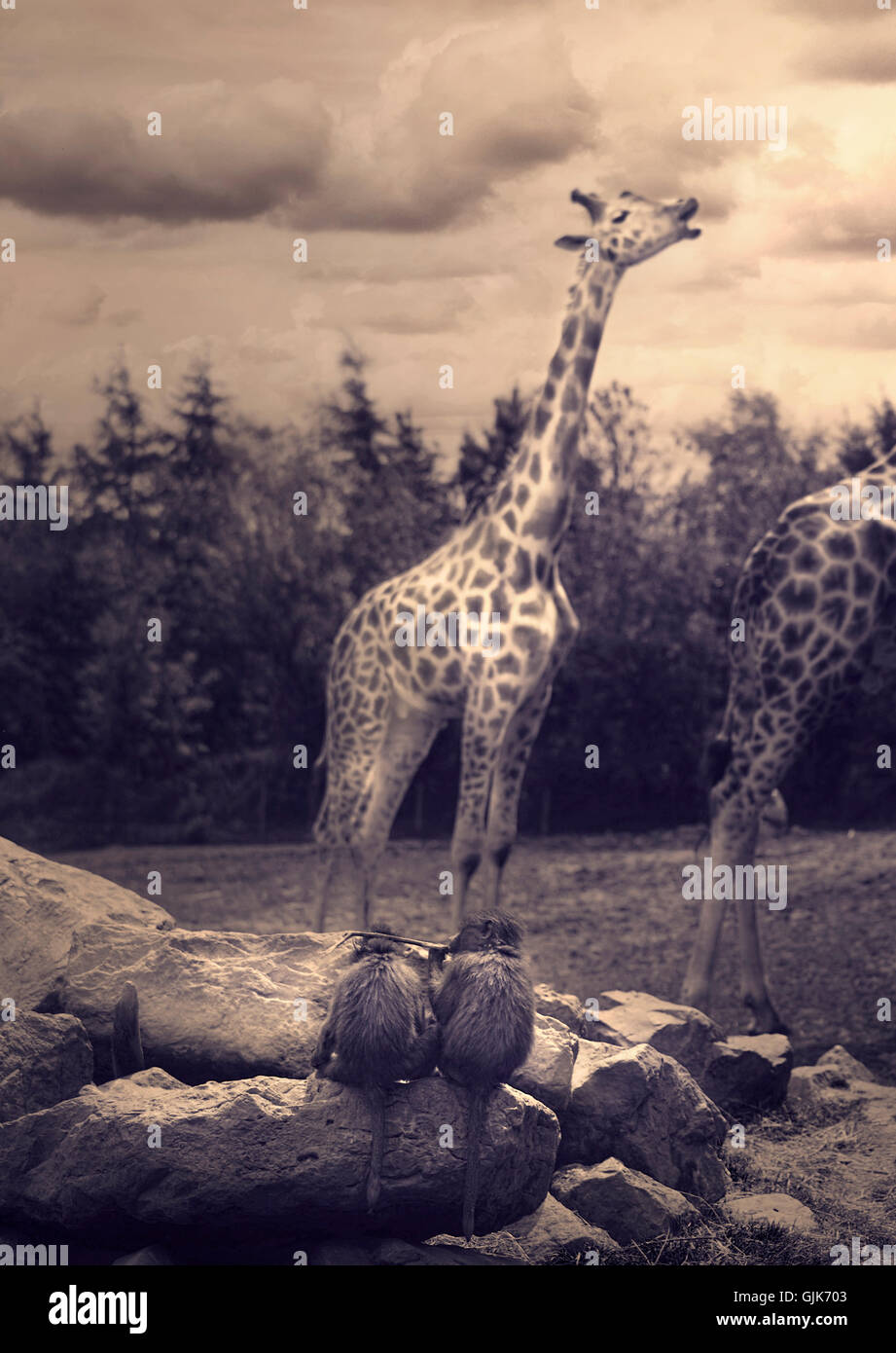 Four monkeys hi-res stock photography and images - Alamy