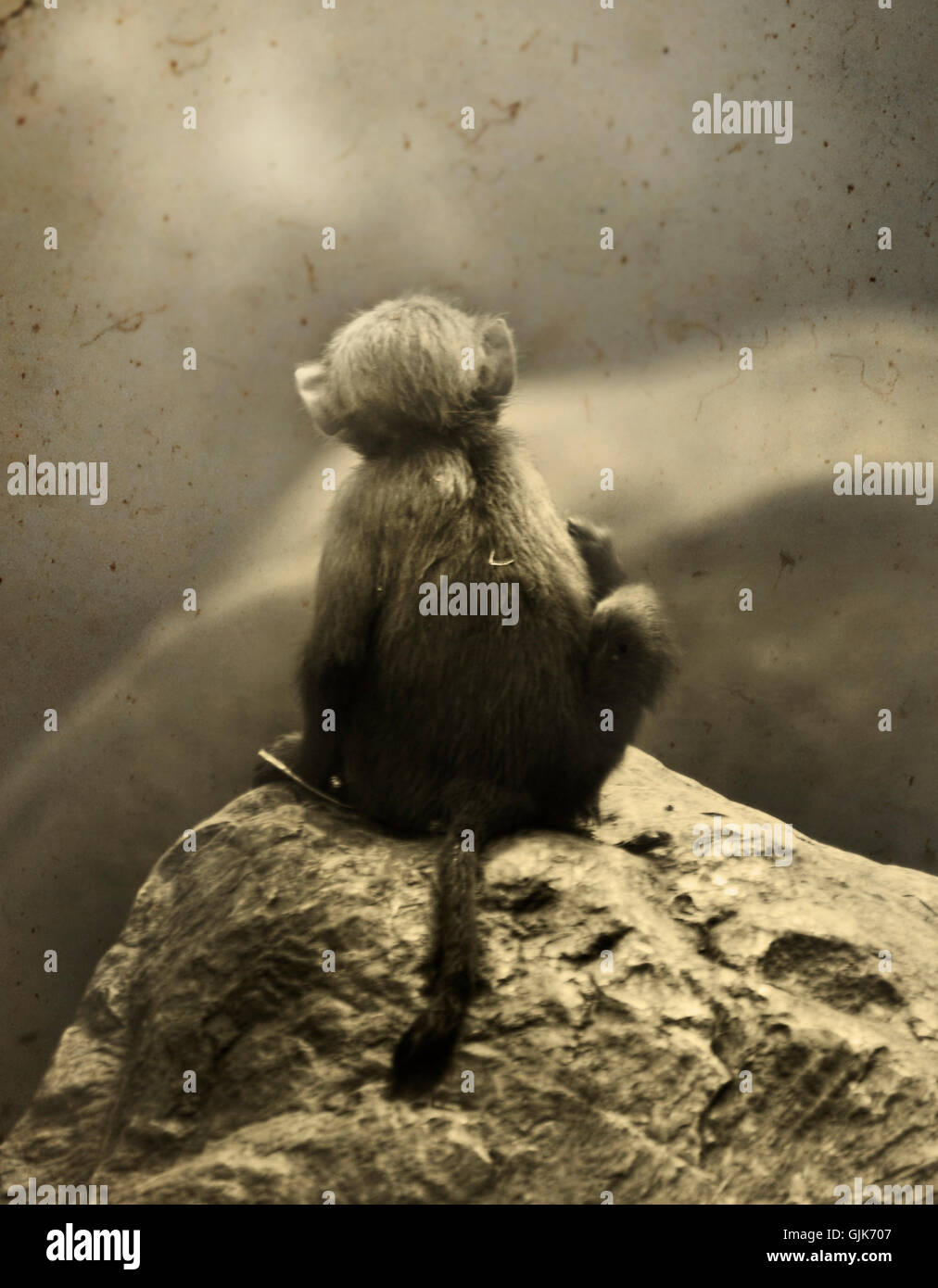 back view of the small cute sitting monkey observing nature Stock Photo ...