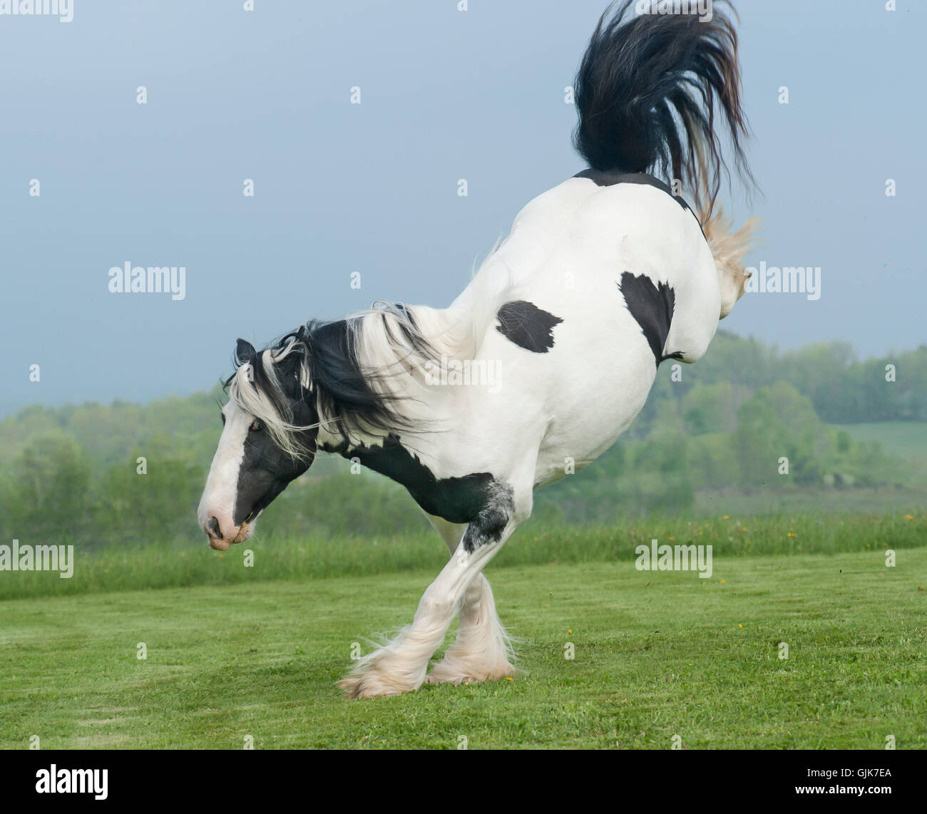 Gypsy Vanner Horse mare kicks and bucks in exuberation Stock Photo - Alamy