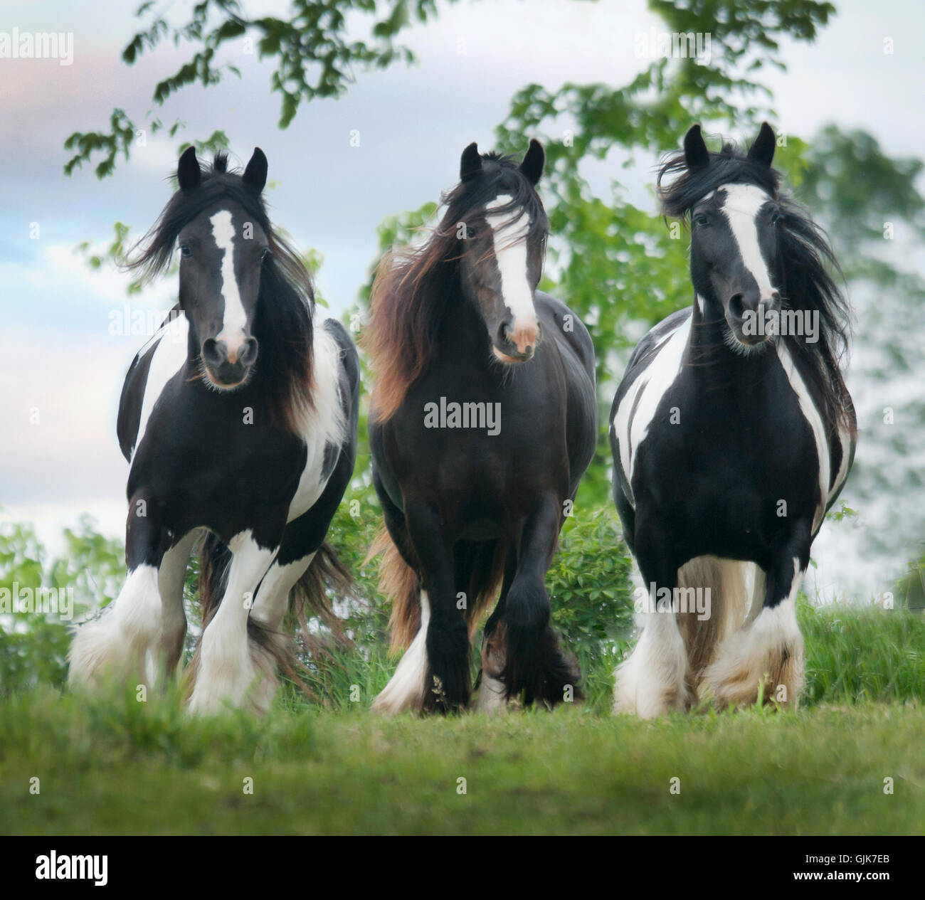 Three Gypsy Vanner Horse mares run over grass rise to us Stock Photo ...